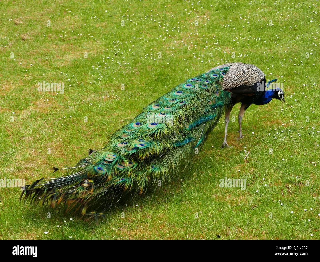 The Indian peafowl, Pavo cristatus, common peafowl or blue peafowl, is ...