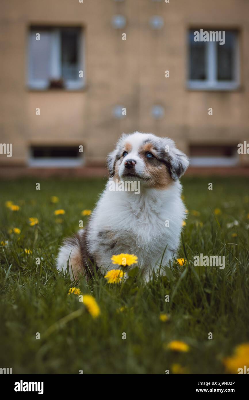 Australian Shepherd cub exploring the garden for the first time. Blue ...