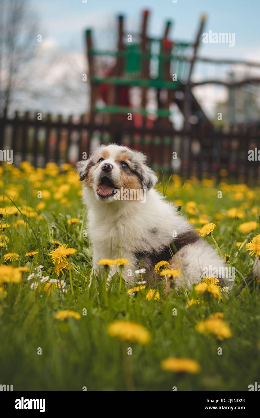 Australian Shepherd cub exploring the garden for the first time. Blue ...