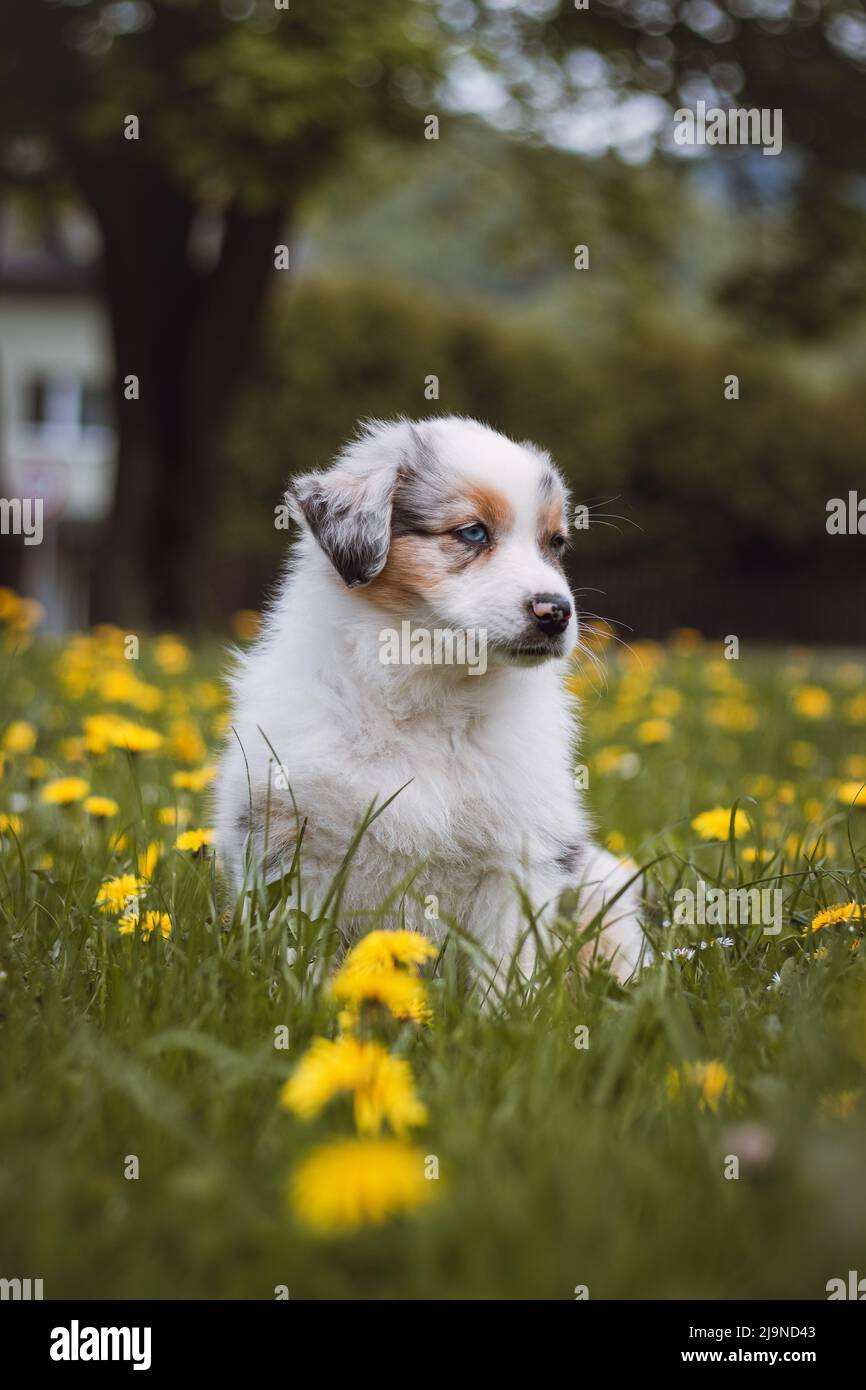 Australian Shepherd cub exploring the garden for the first time. Blue ...