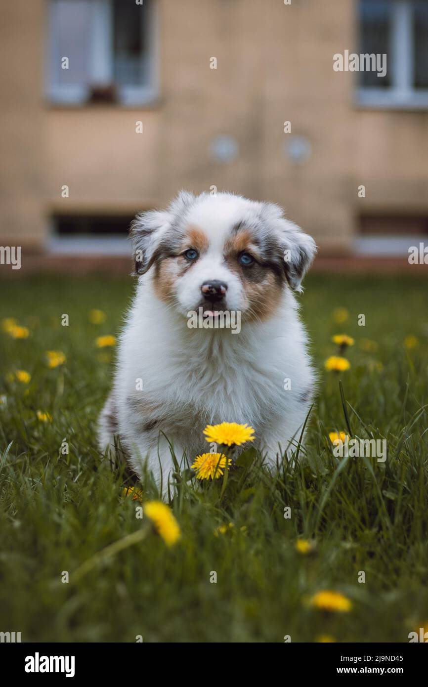 Australian Shepherd cub exploring the garden for the first time. Blue ...