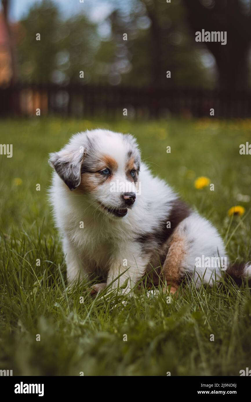 Australian Shepherd cub exploring the garden for the first time. Blue ...