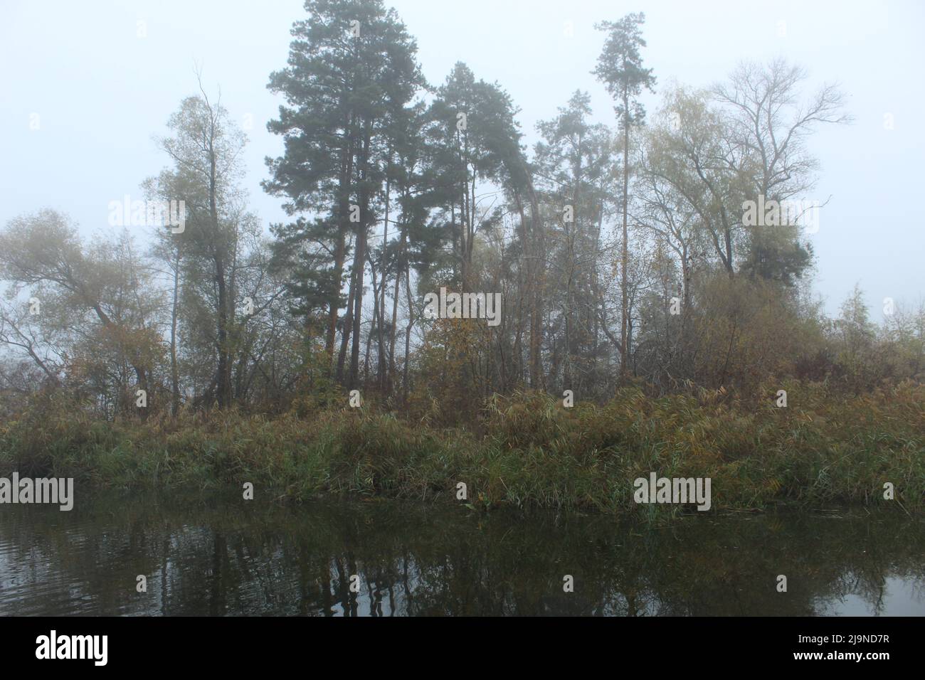 Water lake surface tall grass hi-res stock photography and images - Alamy