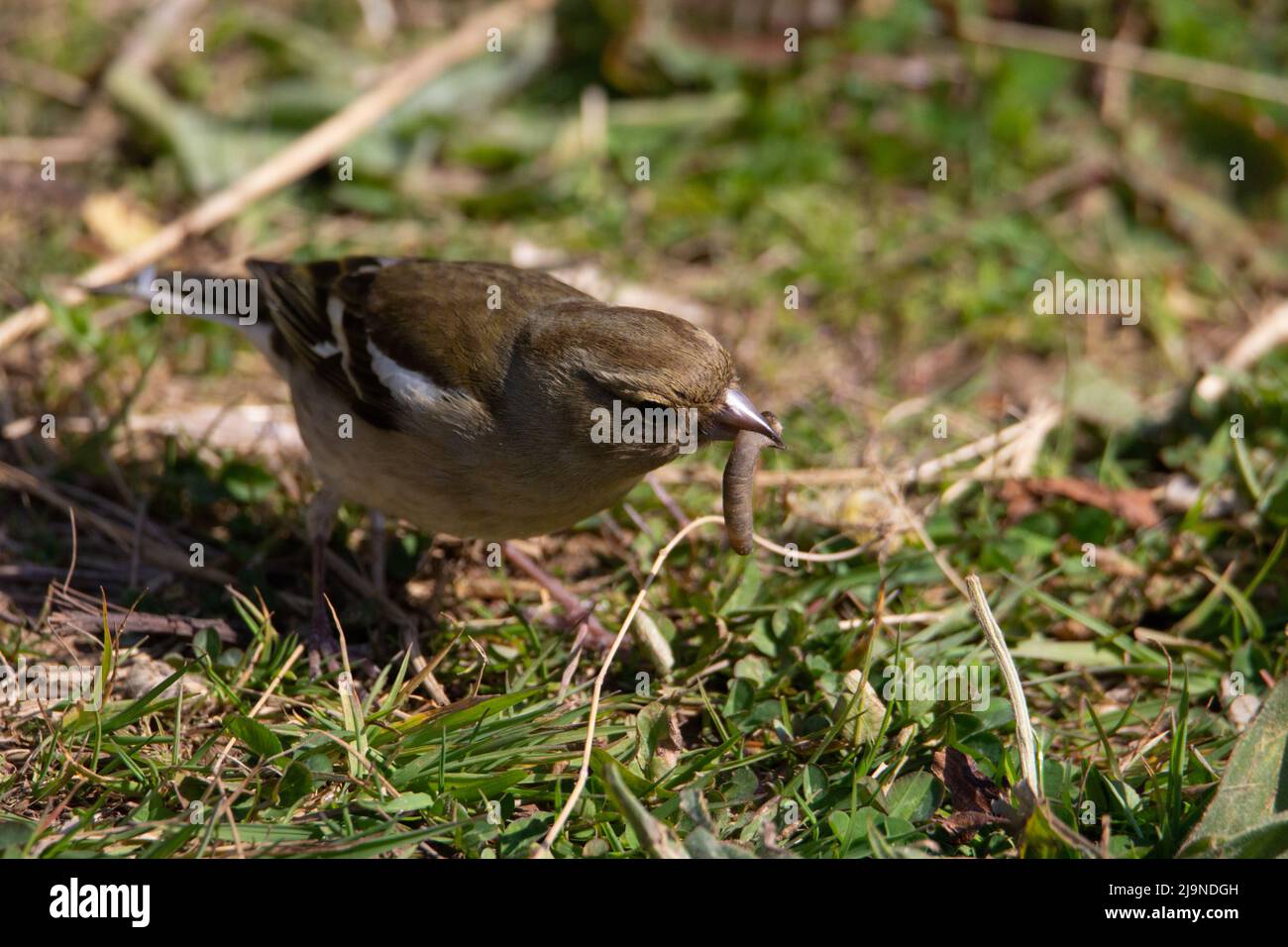a female Chaffinch (Fringilla coelebs) with a worm in her beak with a ...