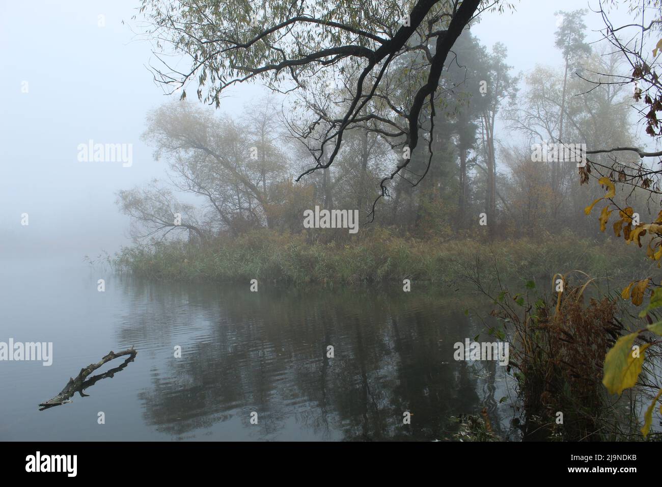 Fog over the forest lake Stock Photo - Alamy