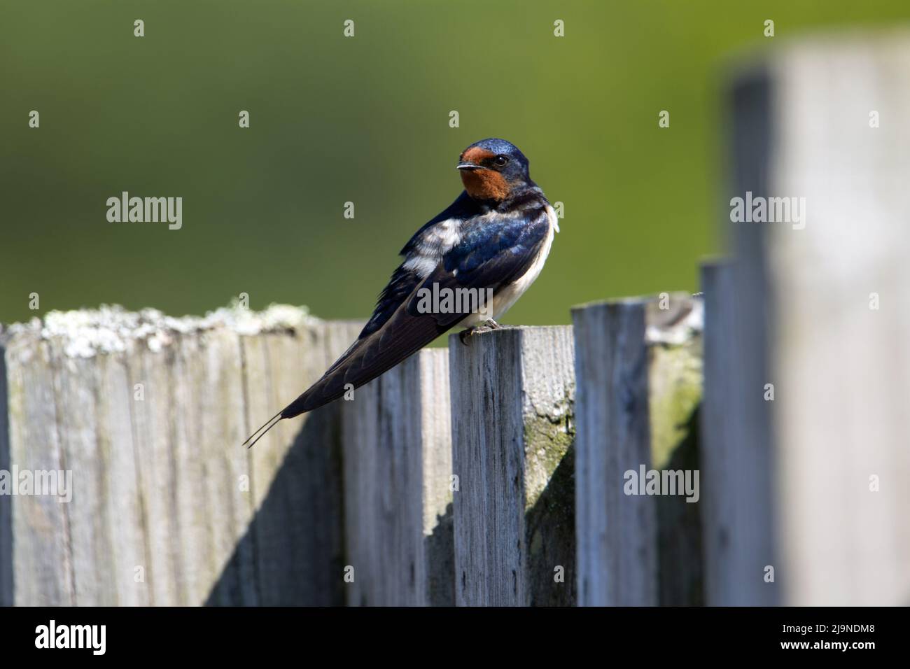 Swallow beautiful bird photo hi-res stock photography and images - Alamy