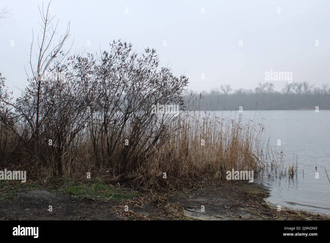 Yellow reeds by river hi-res stock photography and images - Alamy