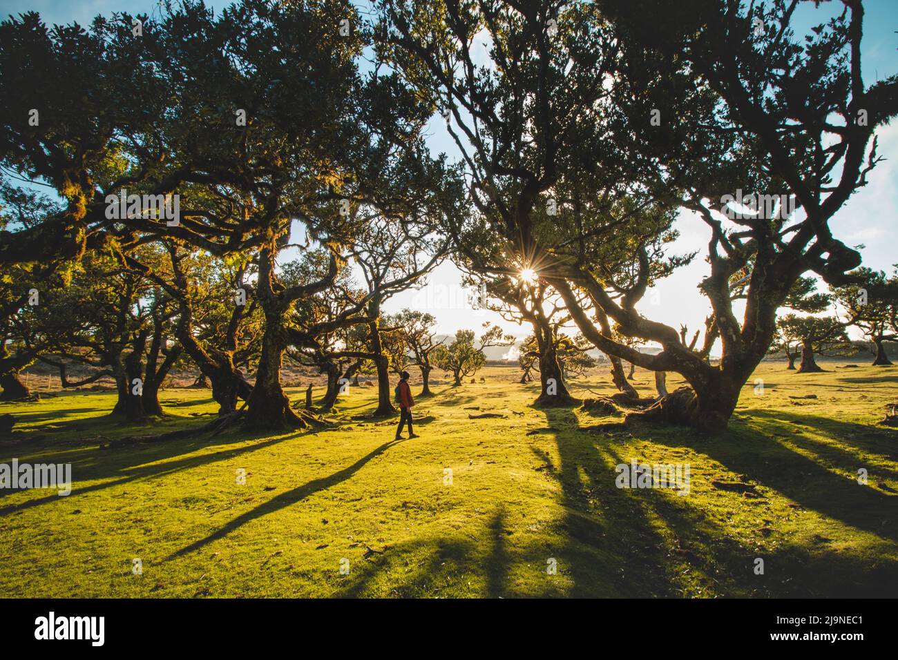 Fanal pond madeira hi-res stock photography and images - Alamy