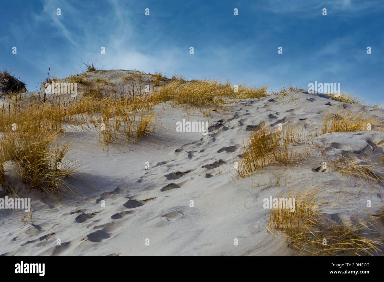 sand dunes with grass on the way to the sea beach Stock Photo - Alamy