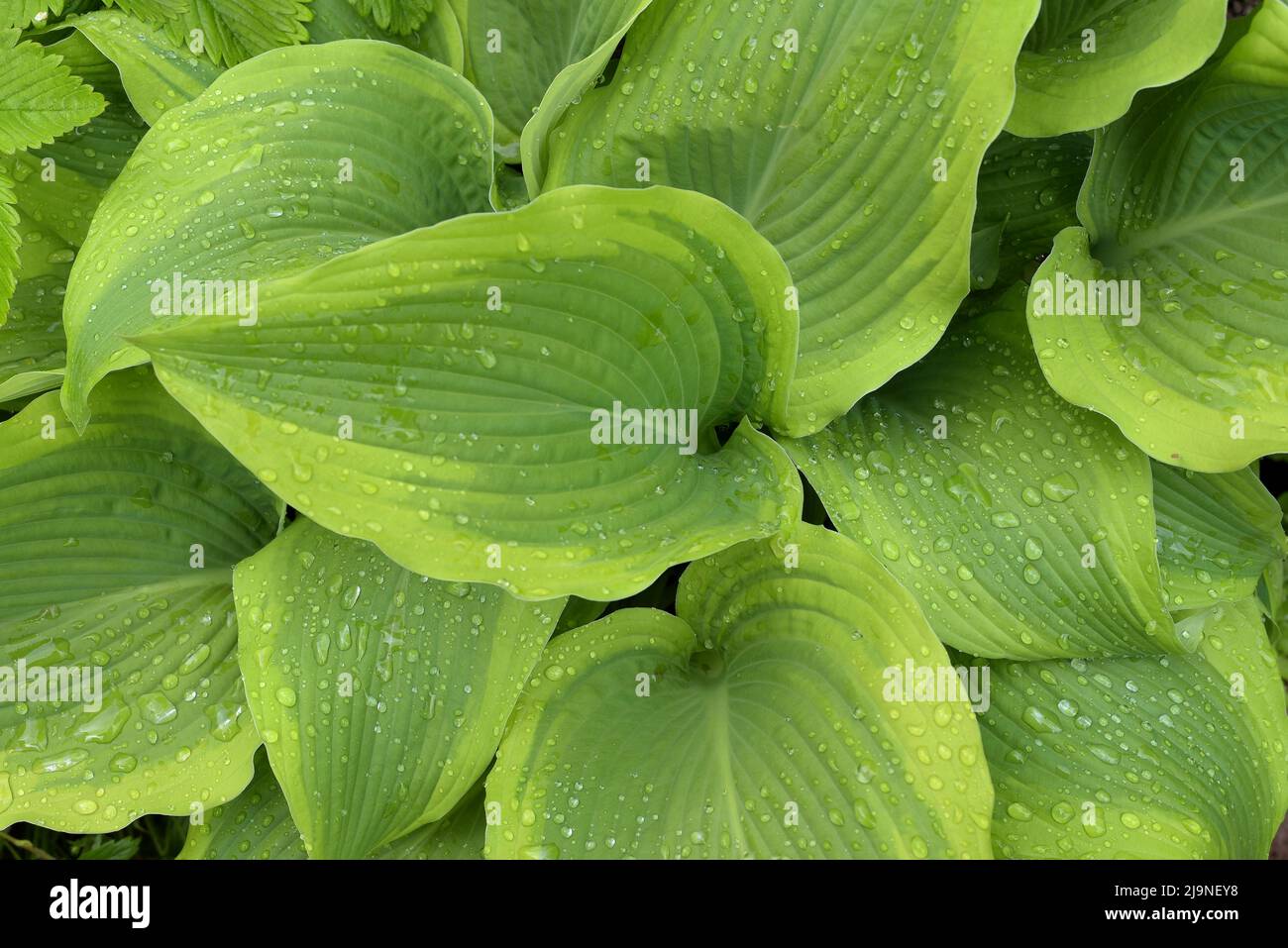 Green Hosta Leaves with water drops Stock Photo - Alamy