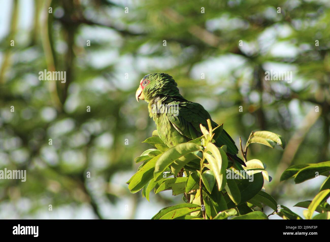 a single White-fronted Parrot (Andres Vasquez) at the top of a tree ...