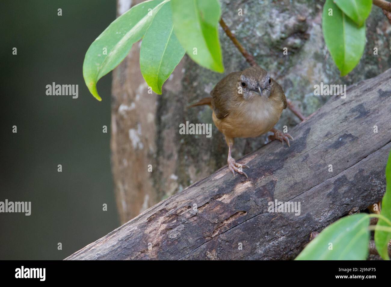 Abbott's babbler (Malacocincla abbotti) an Abbott's babbler looking for ...