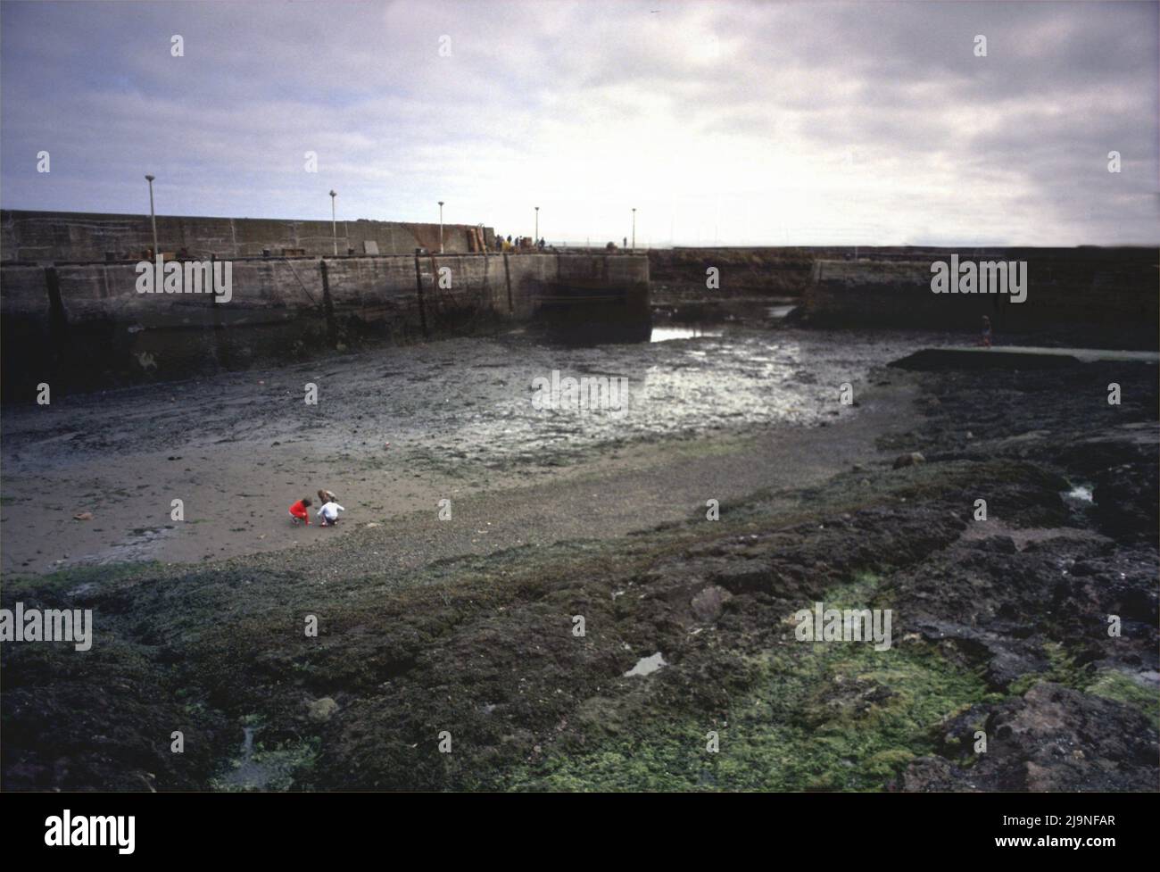 St Abbs harbour low-water, three children collecting shells from the ...