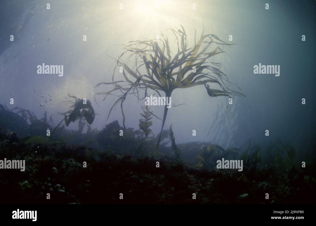 Laminaria hyperborea, One Kelp plant showing the holdfast, This fastens ...