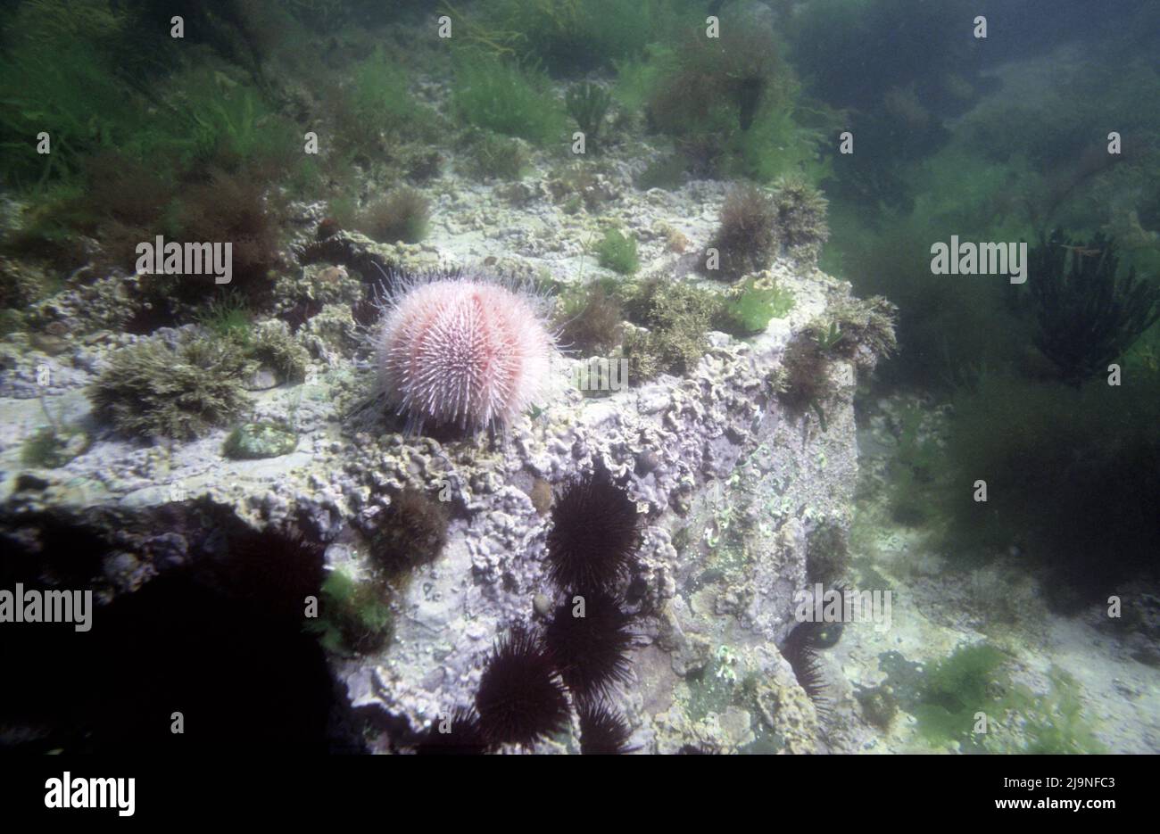 Common Sea Urchin - Echinus esculentus, Browsing any surfaces for algae ...