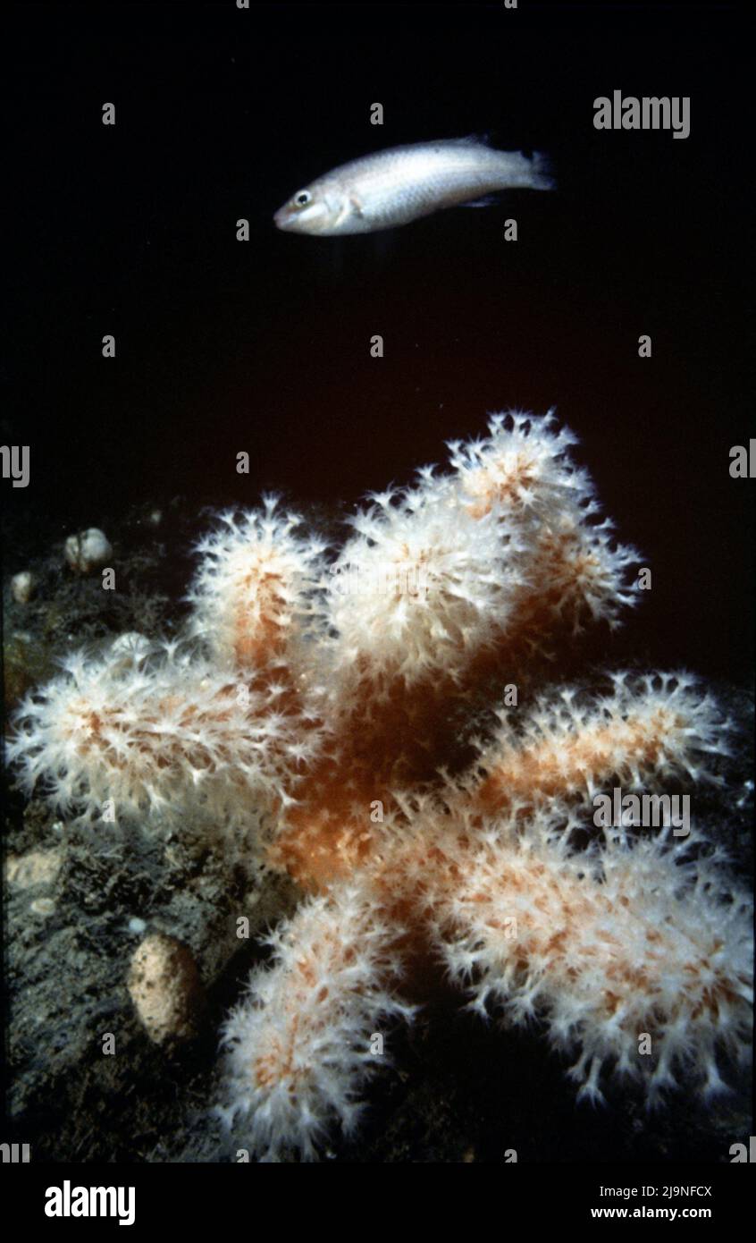 Red dead man's fingers, Alcyonium glomeratum, white polyps fully open ...