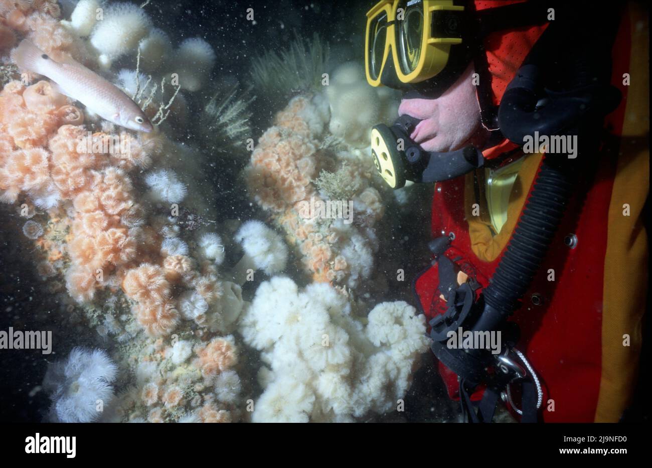 Goldsinny wrasse Centrolabrus rupestris, Diver in a red lifejacket and ...