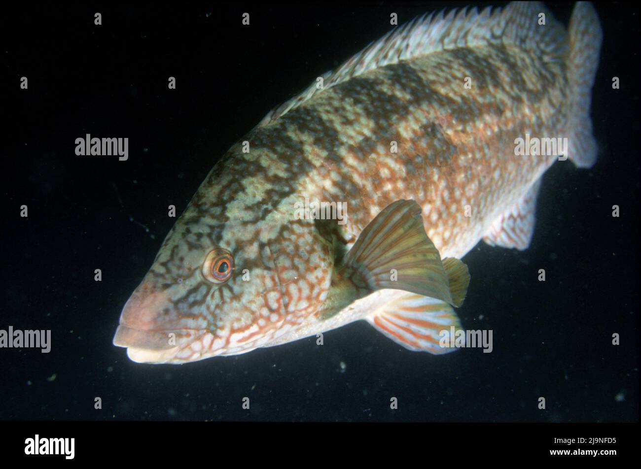 Ballon, Wrasse, Labrus bergylta, With black eyes with a red rim, on a ...