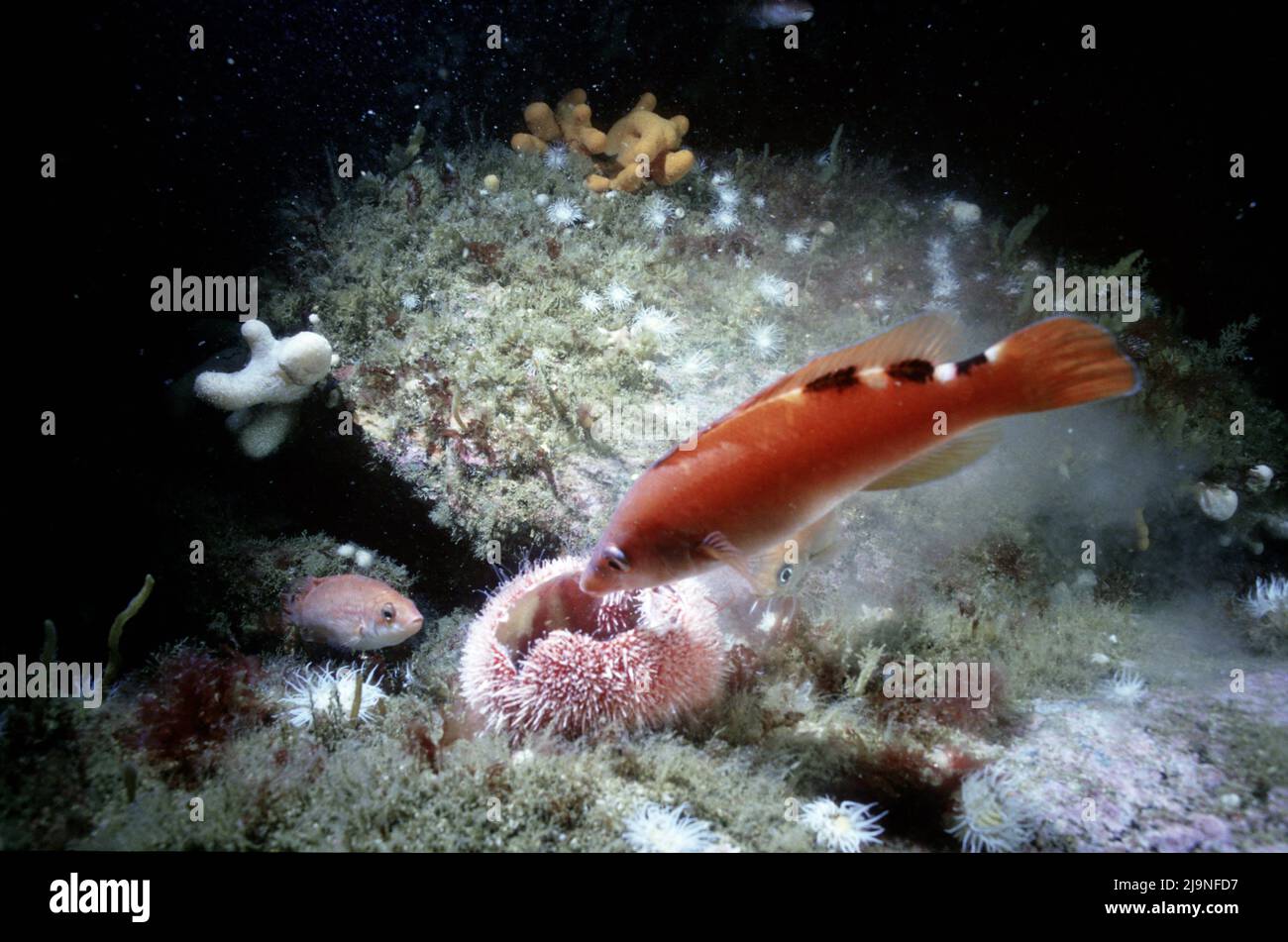 Female Pink Cuckoo Wrasse, Labrus mixtus Feeding on sea-urchin, Gold ...