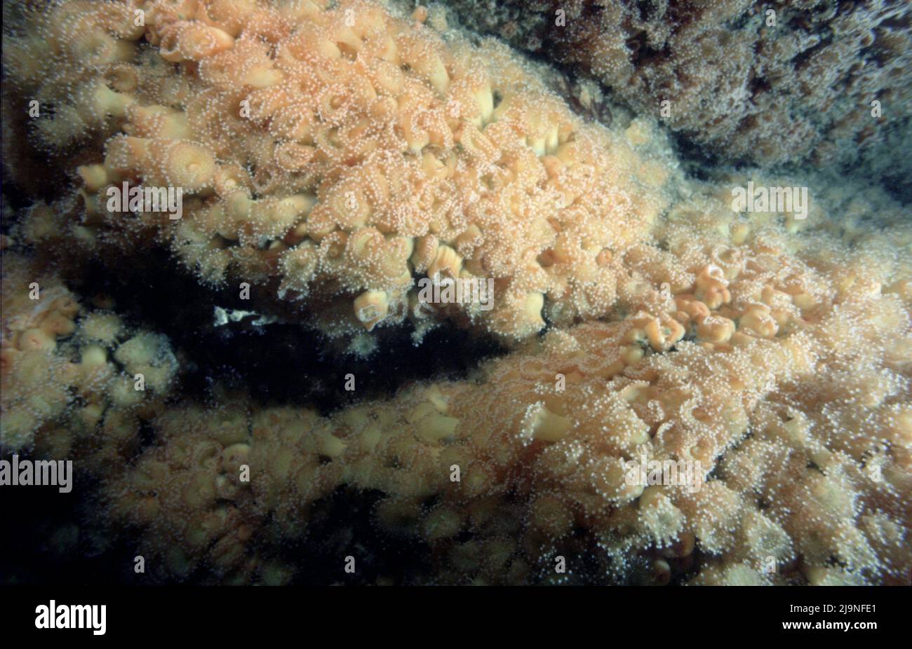 Corynactis vinidis hi-res stock photography and images - Alamy