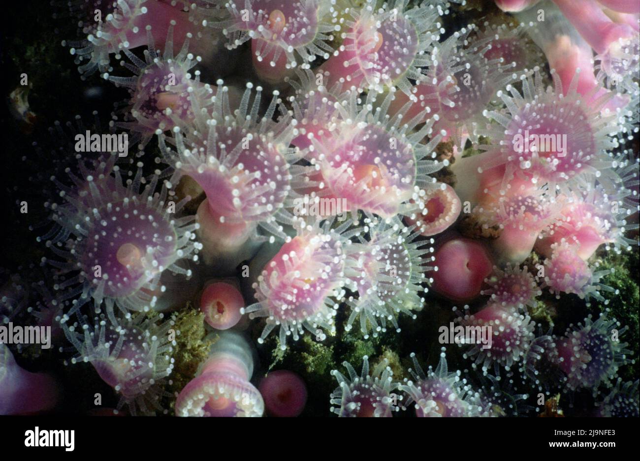 Tentacle tips are contrasting colours hi-res stock photography and ...