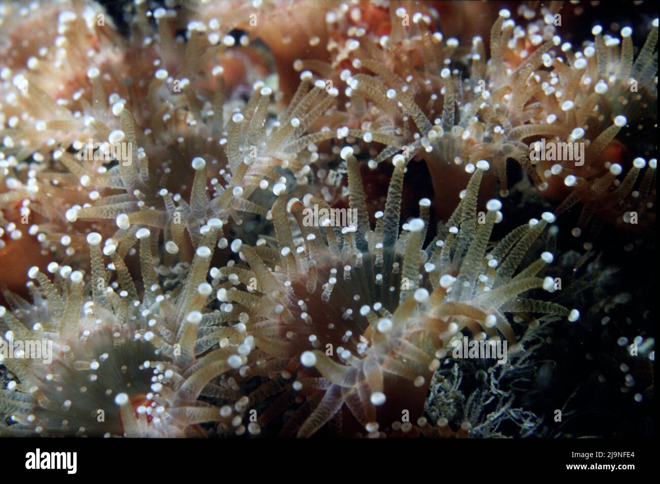 Jewel Anemones Corynactis viridis Sub-gallery Anthozoa Close-ups ...