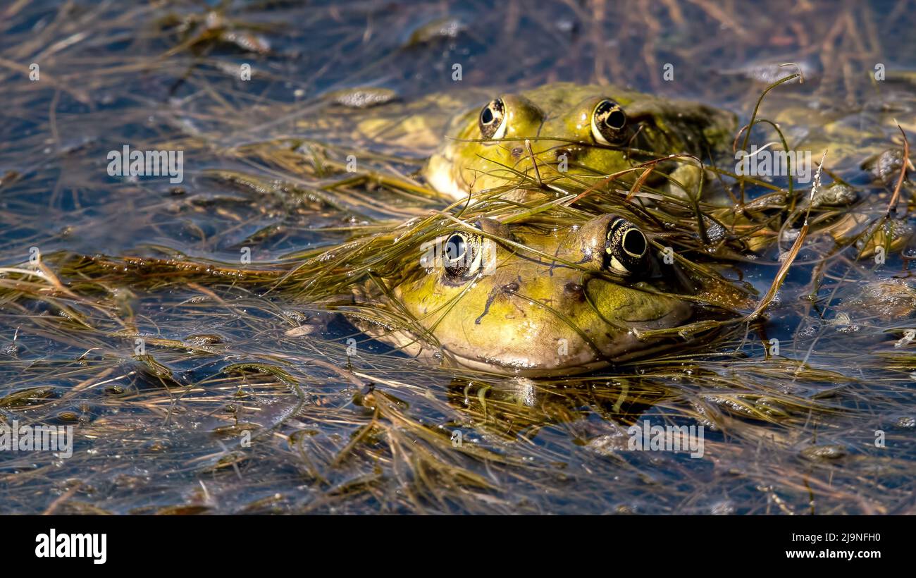 Europes largest frog hi-res stock photography and images - Alamy