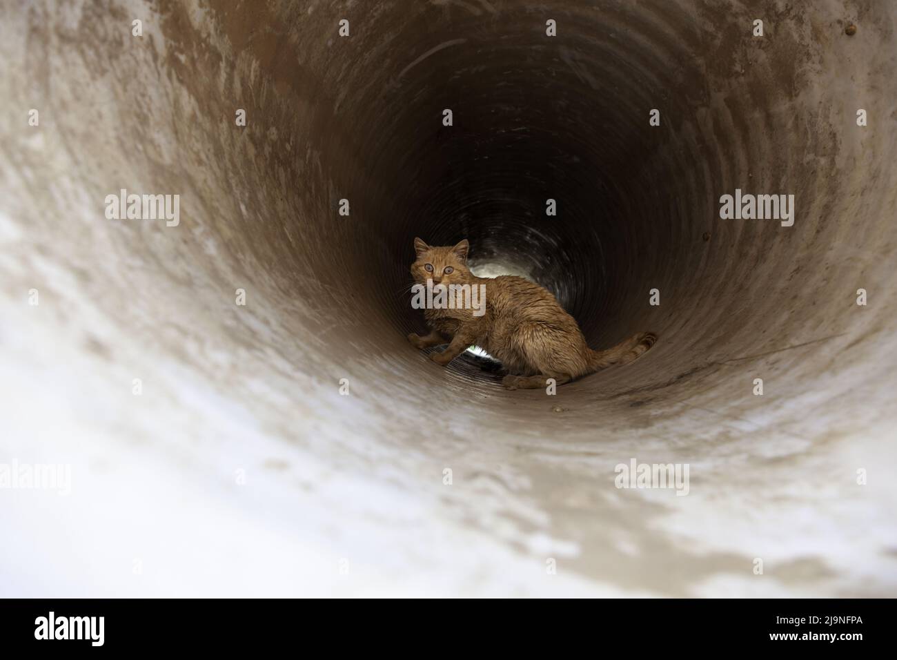 Domestic cat in a city hi-res stock photography and images - Alamy