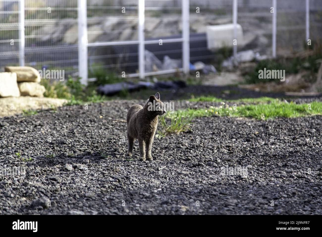 Homeless cat on street hi-res stock photography and images - Alamy
