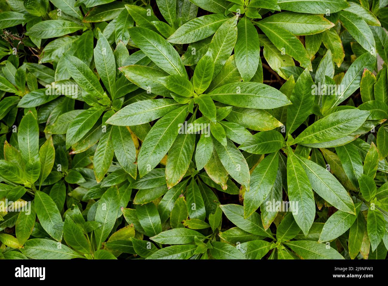 Phyllis nobla hi-res stock photography and images - Alamy