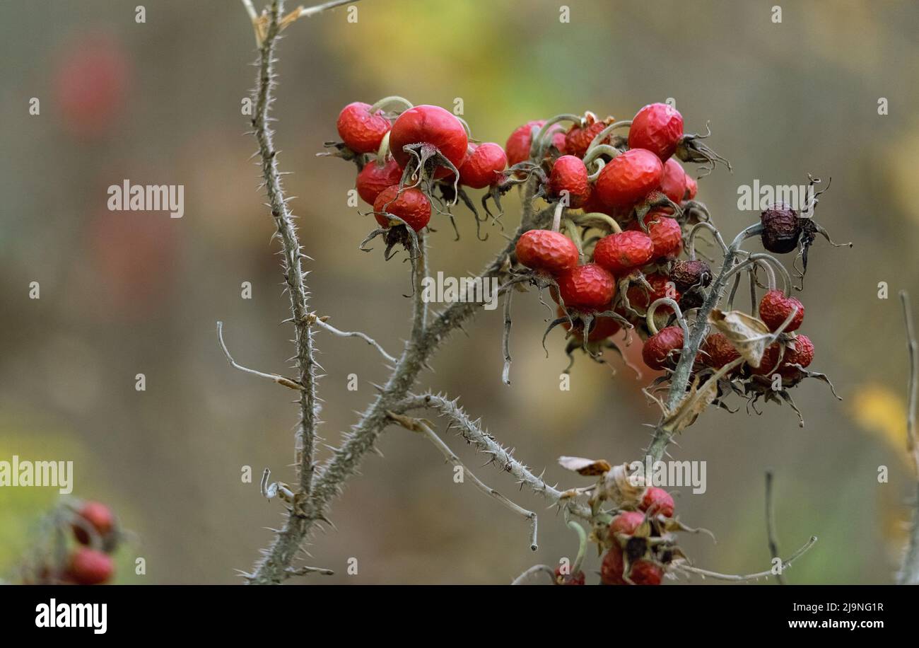 Ripe rose hips on the bush. Plants in autumn, withering, rose hips ...