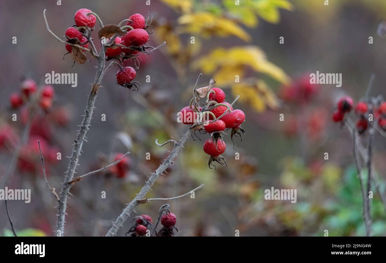Ripe rose hips on the bush. Plants in autumn, withering, rose hips ...