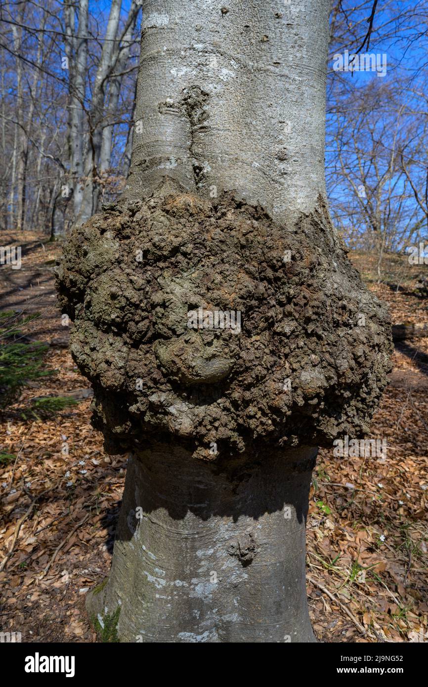 Gnarl on a beech tree in spring Stock Photo - Alamy