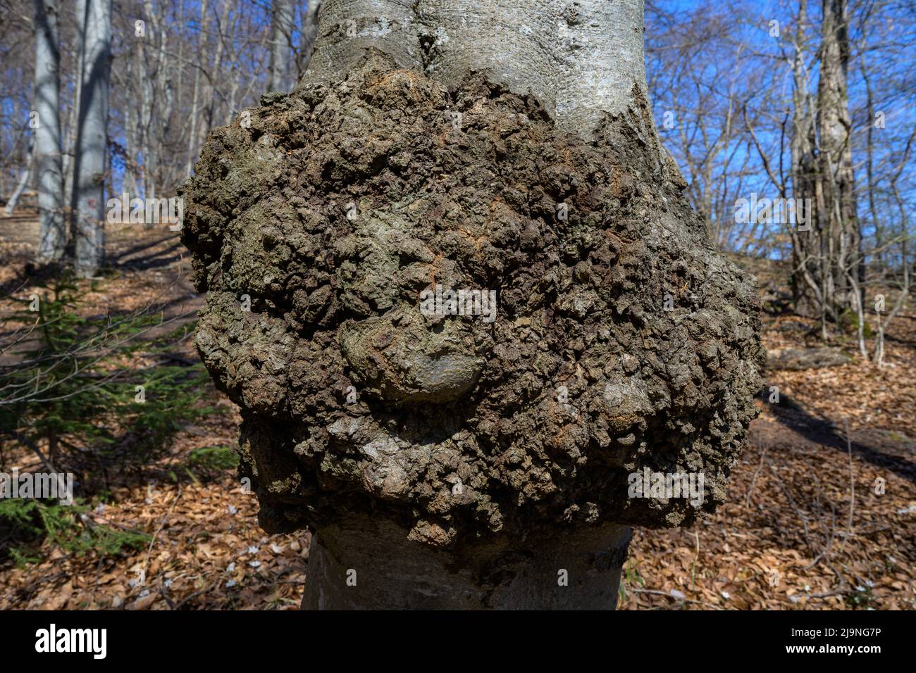 Tree gnarl hi-res stock photography and images - Alamy