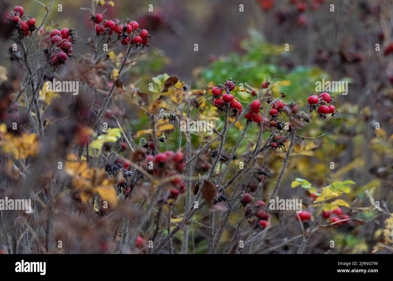 Ripe rose hips on the bush. Plants in autumn, withering, rose hips ...