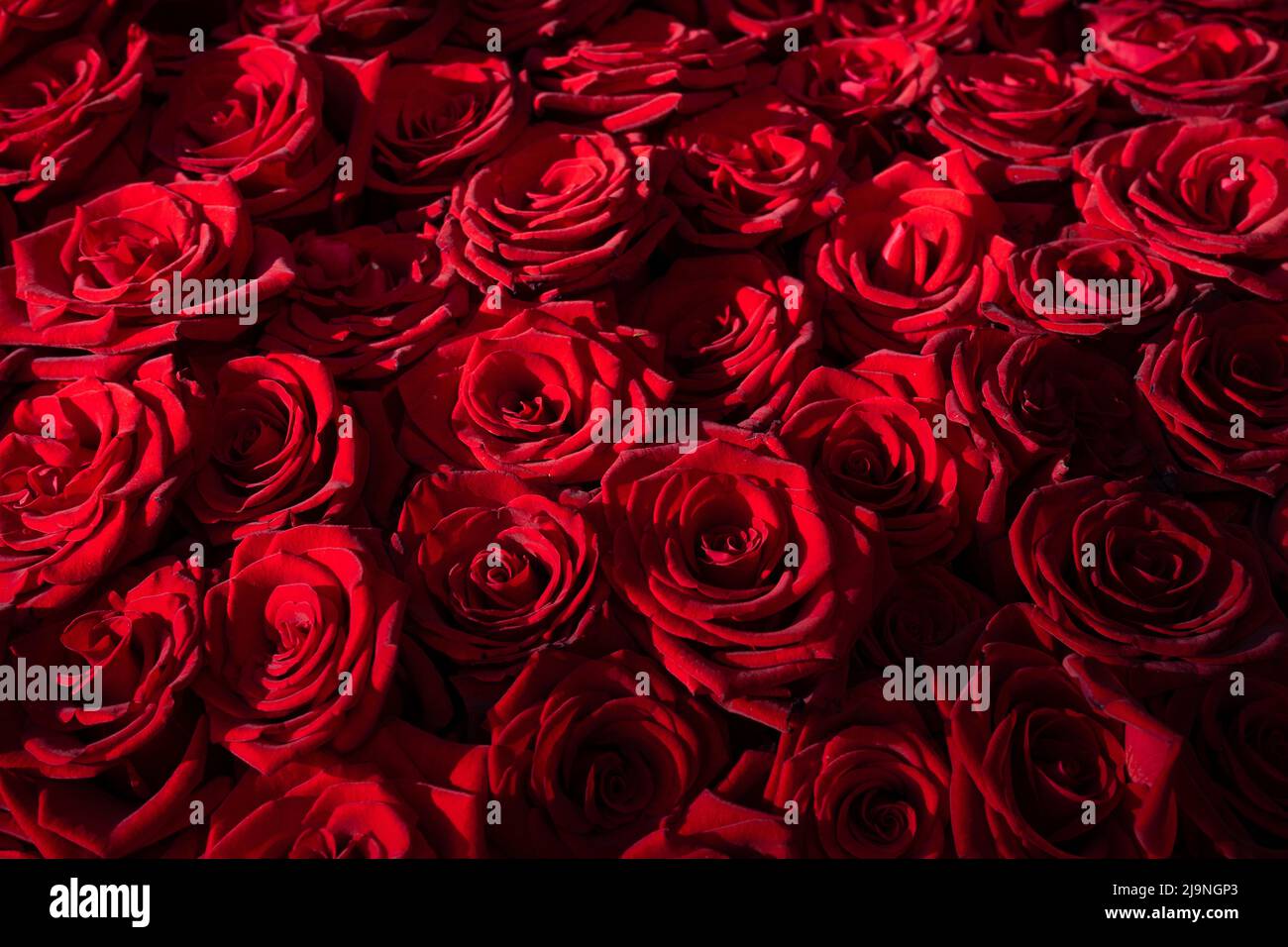 Red many rose hi-res stock photography and images - Alamy