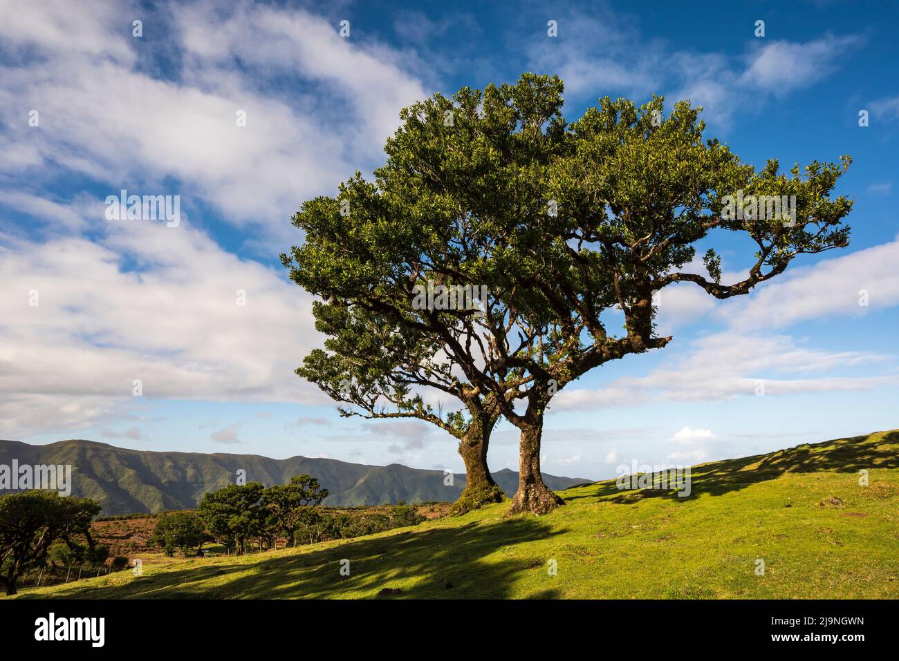 Scenic view of the landscape at Fanal, Madeira, under a beautiful blue ...