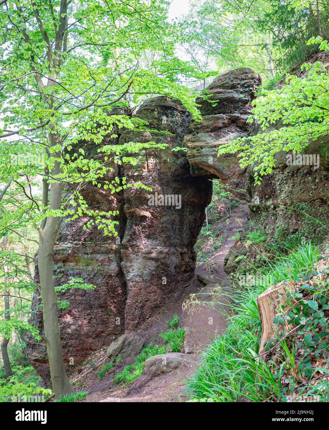 Rock hole in a sandstone called "Hindenburgtor" near Nideggen in Eifel ...