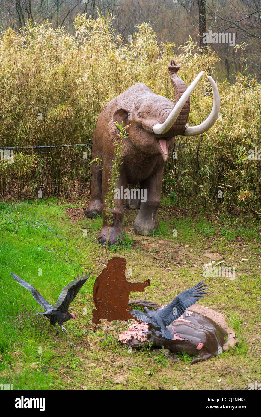 Big bone hi-res stock photography and images - Alamy