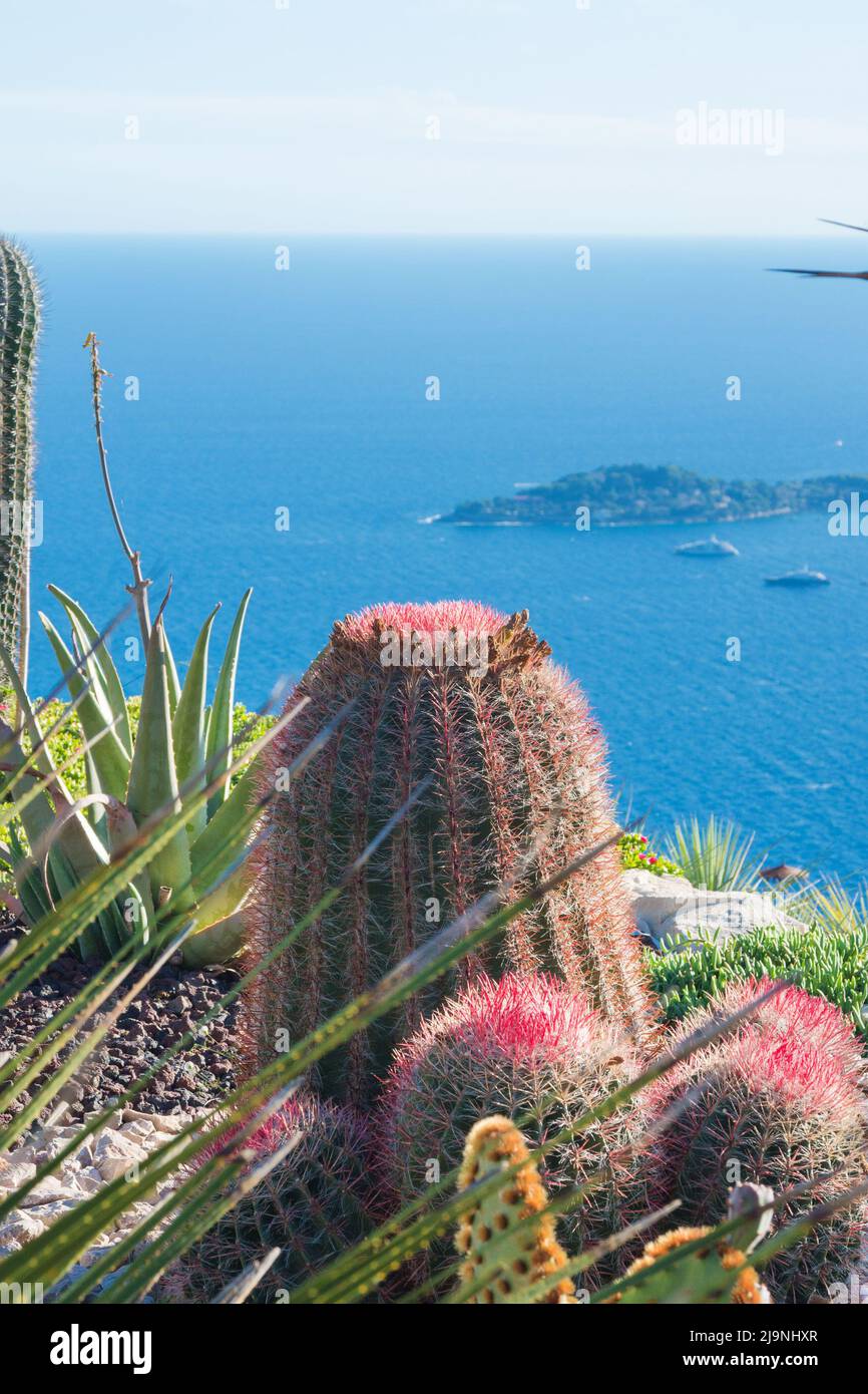 Large cacti against the background of a picturesque view of the ...