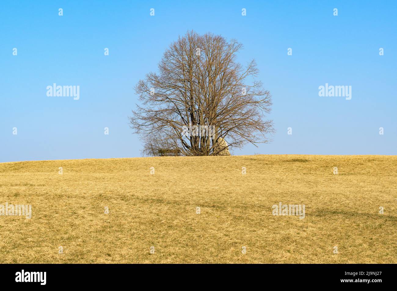 tree with bench and boulder on a hill Stock Photo - Alamy