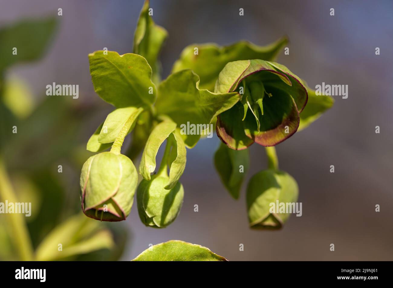 Helleborus foetidus - winter-spring evergreen flowering plant ...