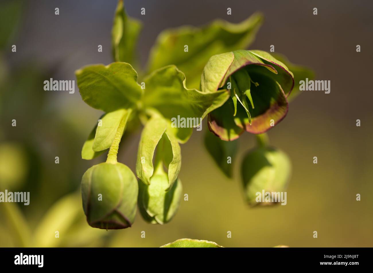Helleborus foetidus - winter-spring evergreen flowering plant ... Helleborus foetidus - winter-spring evergreen flowering plant ...