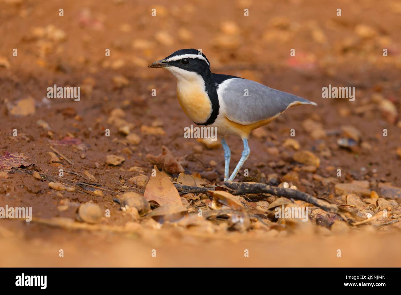 Egyptian plover on crocodile hi-res stock photography and images - Alamy