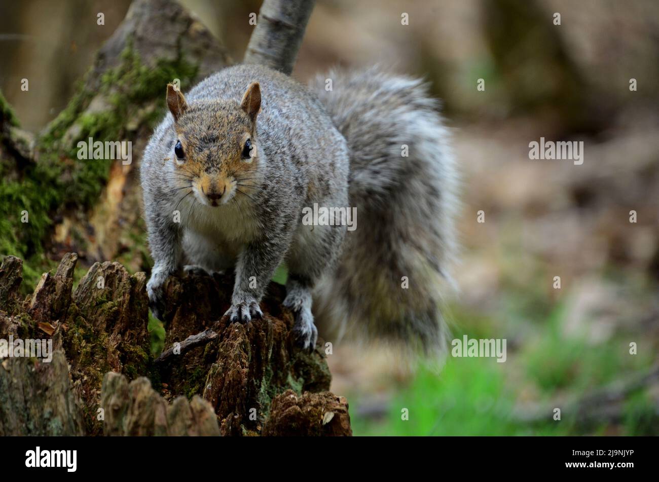 Blackwater rail trail hi-res stock photography and images - Alamy