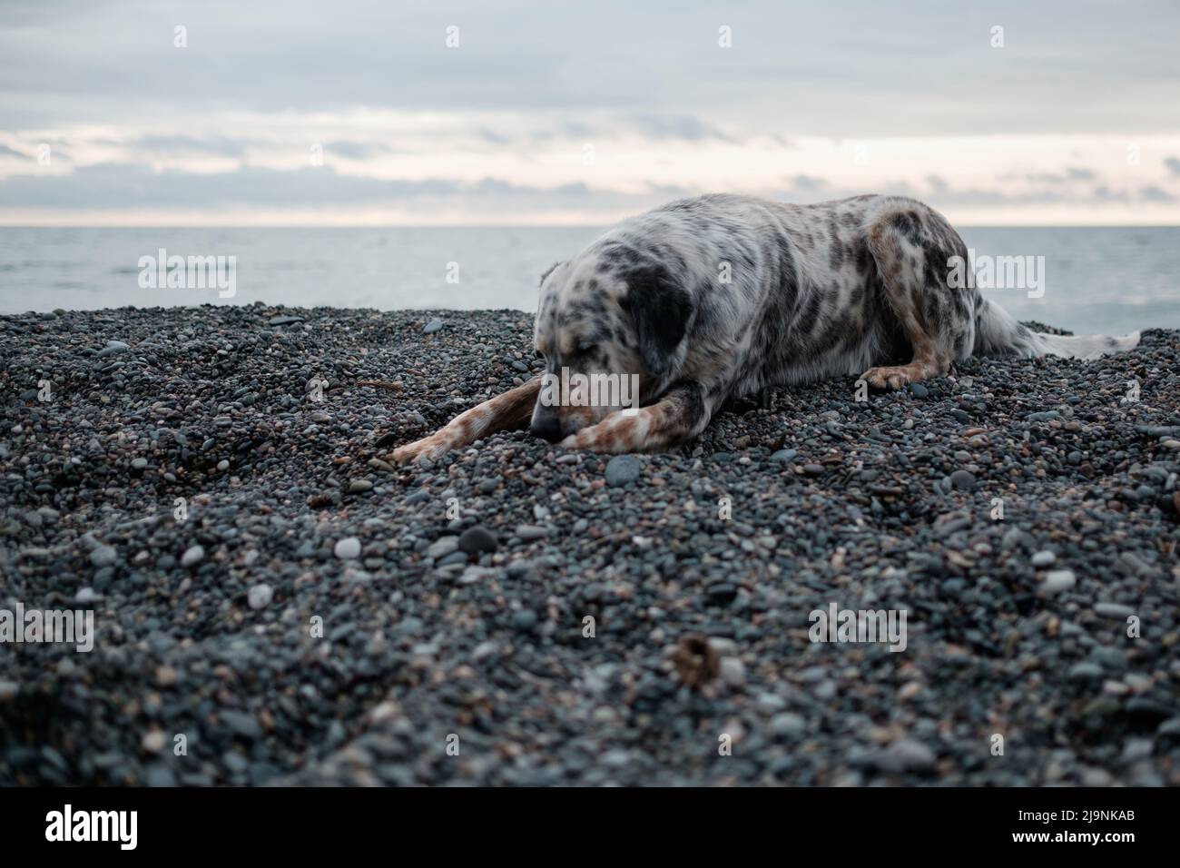 Dog without people hi-res stock photography and images - Alamy