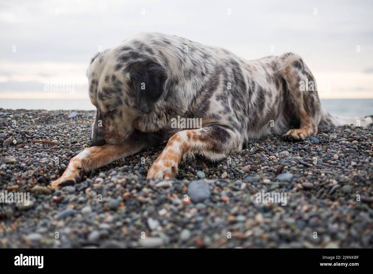 Dog without people hi-res stock photography and images - Alamy