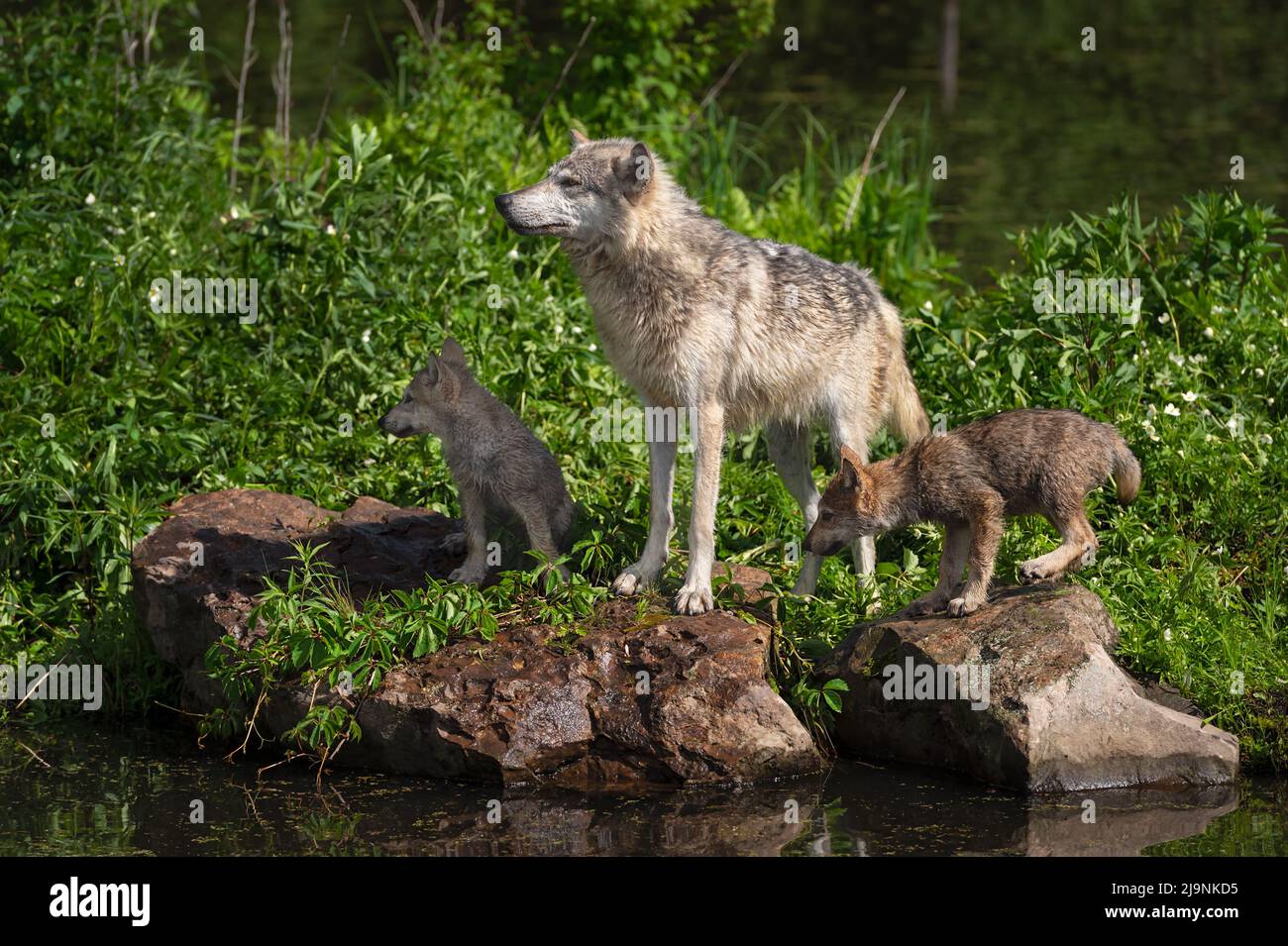 Grey Wolf (Canis lupus) Adult and Pups Look Left on Rocks Summer ...