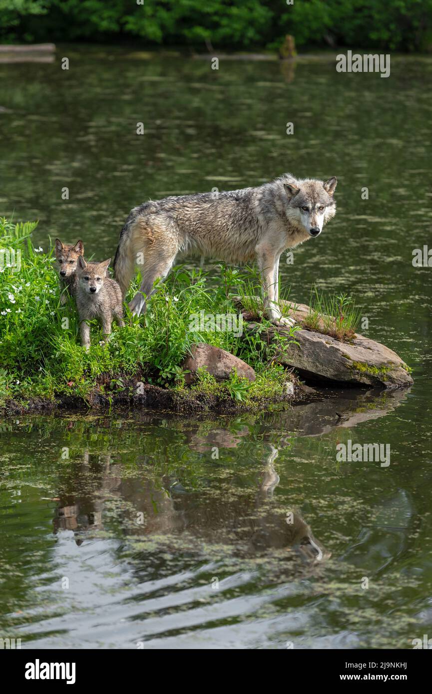 Grey Wolf (Canis lupus) Adult and Pups Stand at Edge of Island ...