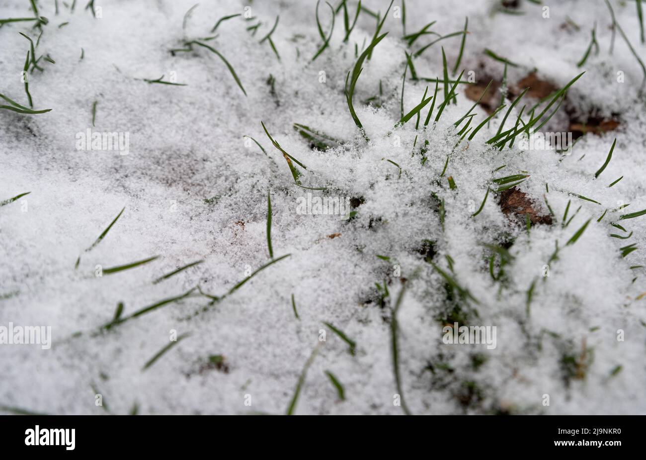 Green grass under the snow. The first snowfall. Grass under fresh ...